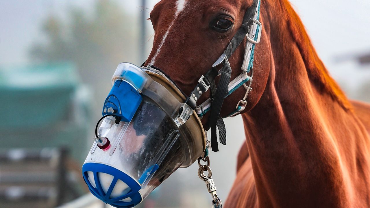 UKIPO rejects Boehringer’s SPC for horse inhaler | Europe | Life ...
